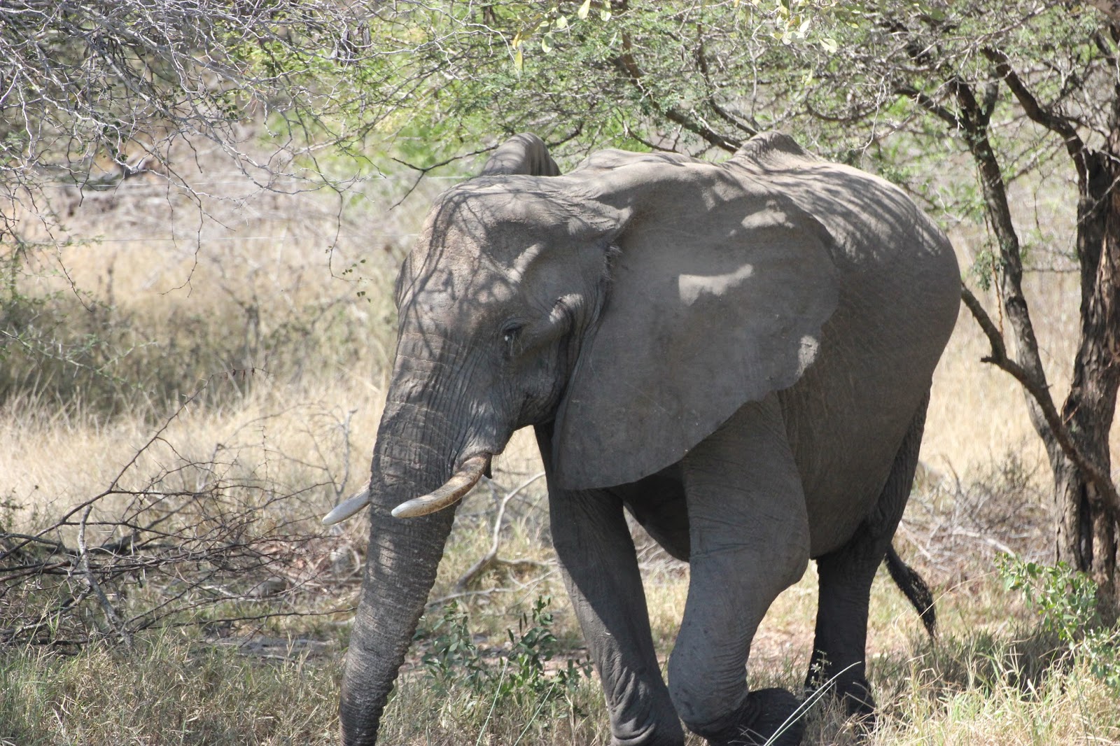 The Pioneer Business Woman: The Elephant Grandmother - A Story of Aging ...