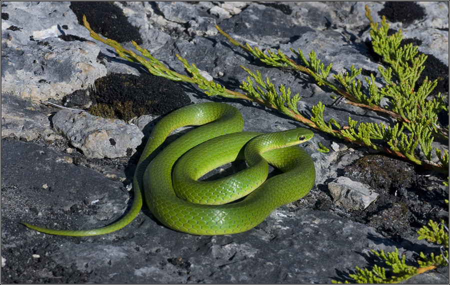 Explorations of an Ecologist: The snakes of Ontario - part 4