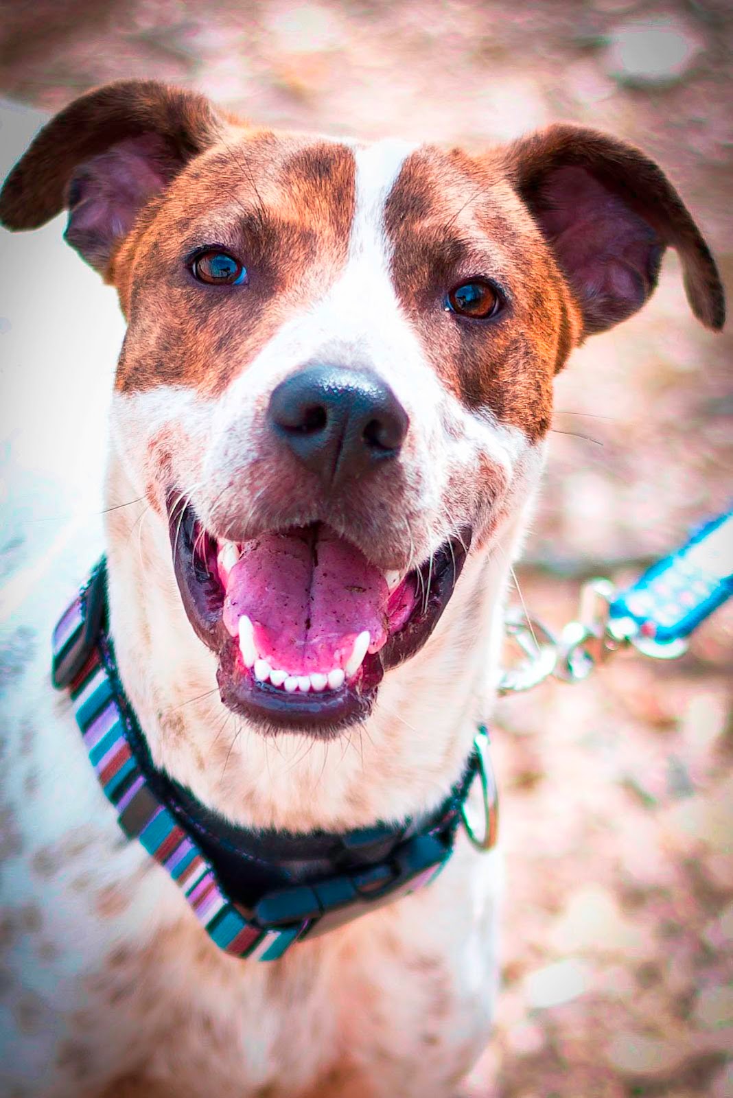 Progressive Charlestown: Dog of the Week