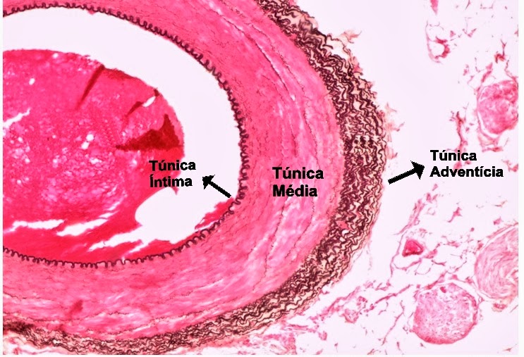 Histologia: Sistema Circulatório