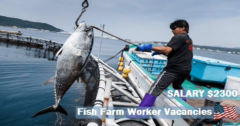 Fish Farm Worker Jobs In America - worldswin - jobs apply and travel ...