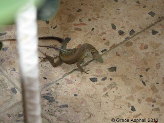 From Here To There With Grace: Red Lips and Lizard Lap