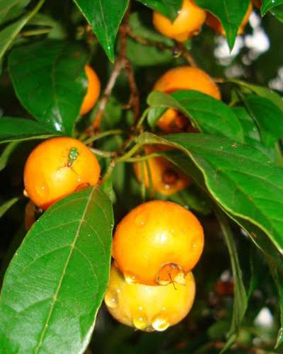 Vôo do beijaflor: Estudo comprova propriedades funcionais de frutas do ...