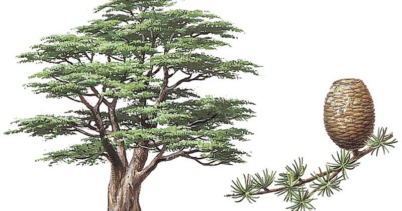 ARBOLESCENCIAS TELÚRICAS: EL C E D R O : SIMBOLIZA EL ARTE Y LA BELLEZA