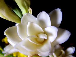 FLOWERS ENCYCLOPAEDIA: Tuberose Flowers