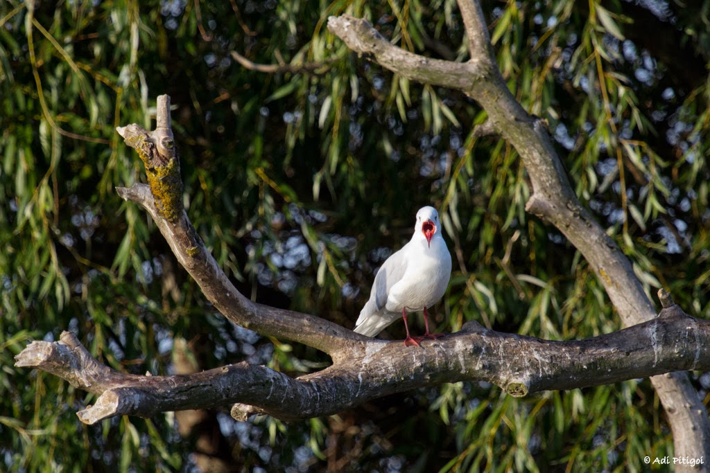 Delta Dunării, surprinsă din goana bărcii (14-17 septembrie 2013 ...