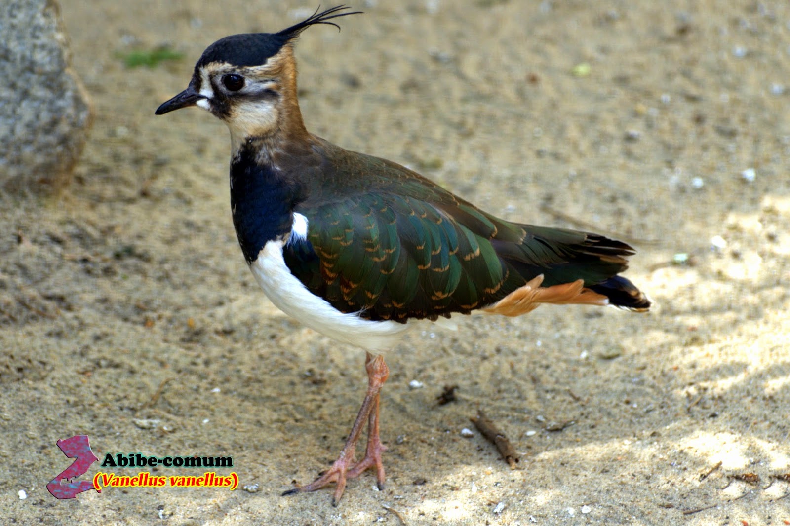 O melhor Alentejo do Mundo: Abibe
