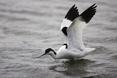 Avocet | The Life of Animals