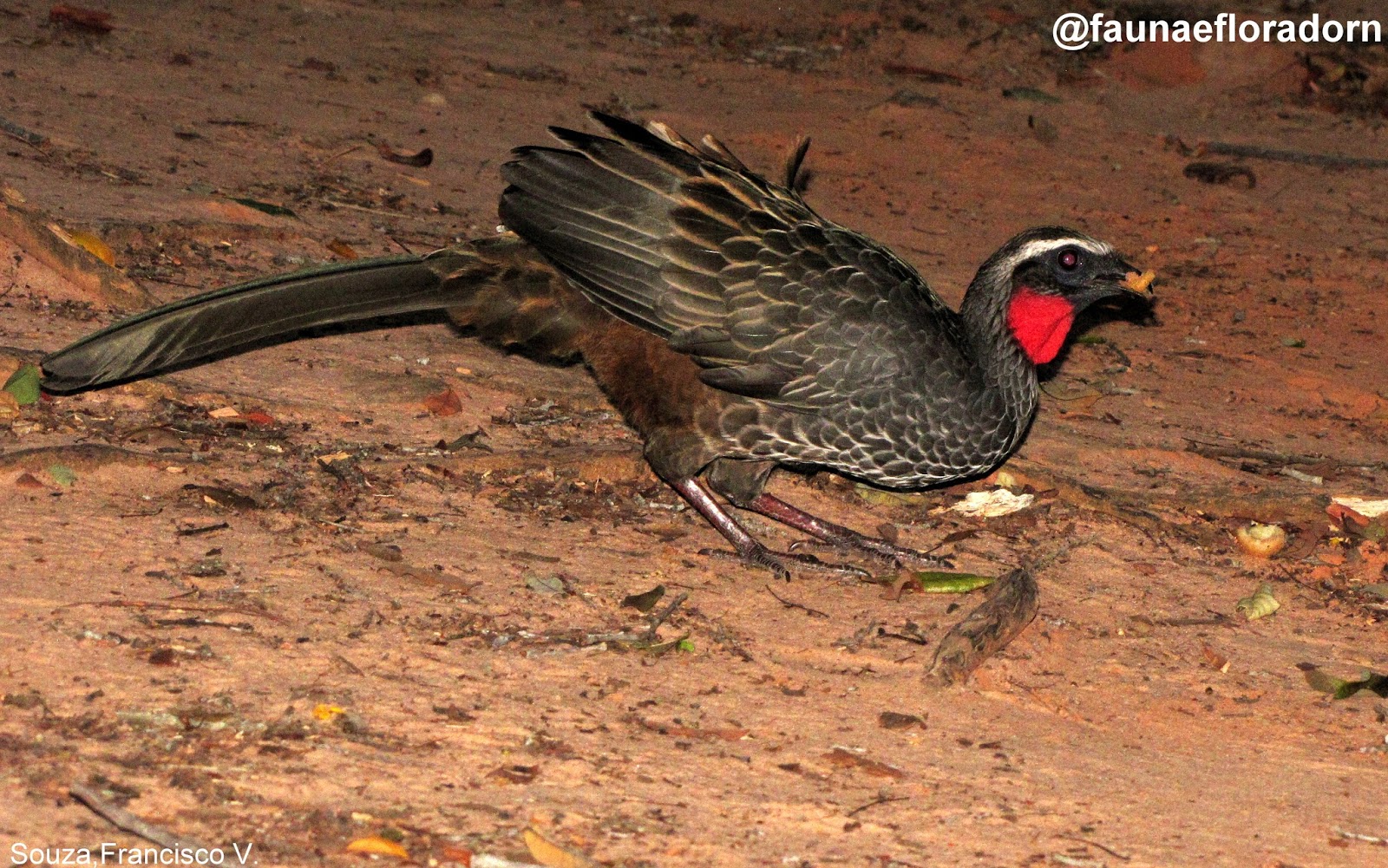 FAUNA E FLORA DO RN: Jacu Penelope superciliaris Temminck, 1815