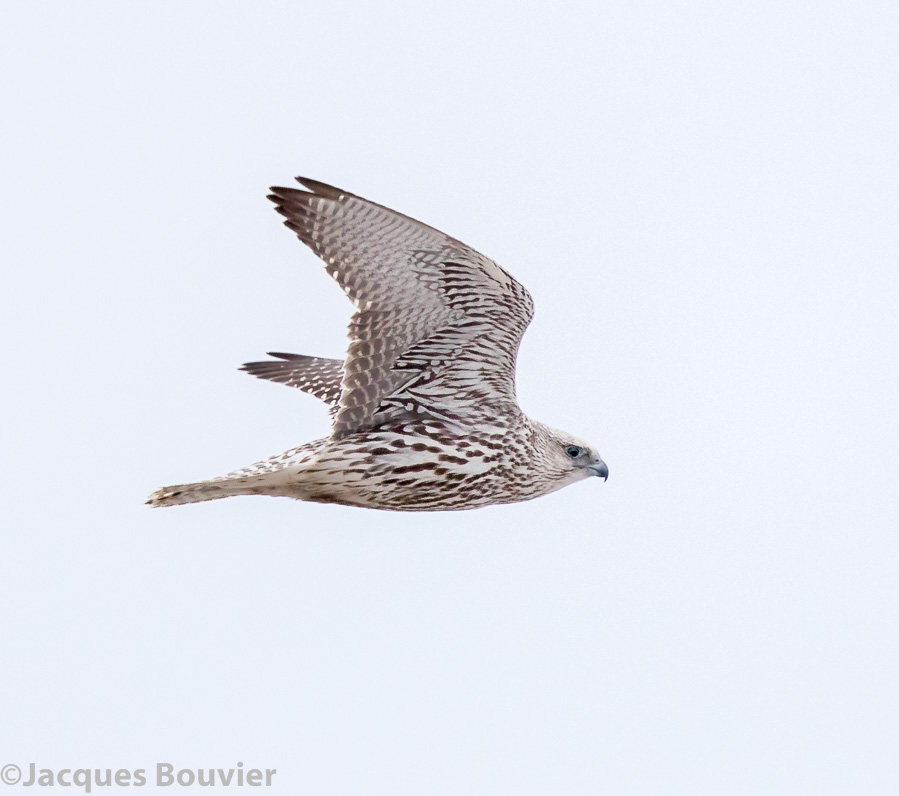 Les oiseaux des comtés unis de Prescott/Russell: Une autre photo de ...