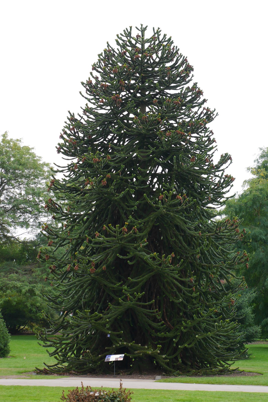 The Monkey Puzzle Tree Nut: Kew Gardens At Last