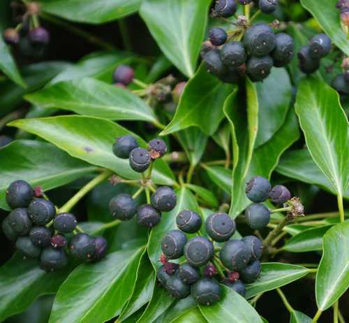 French Vocabulary Illustrated: baie (fruit)