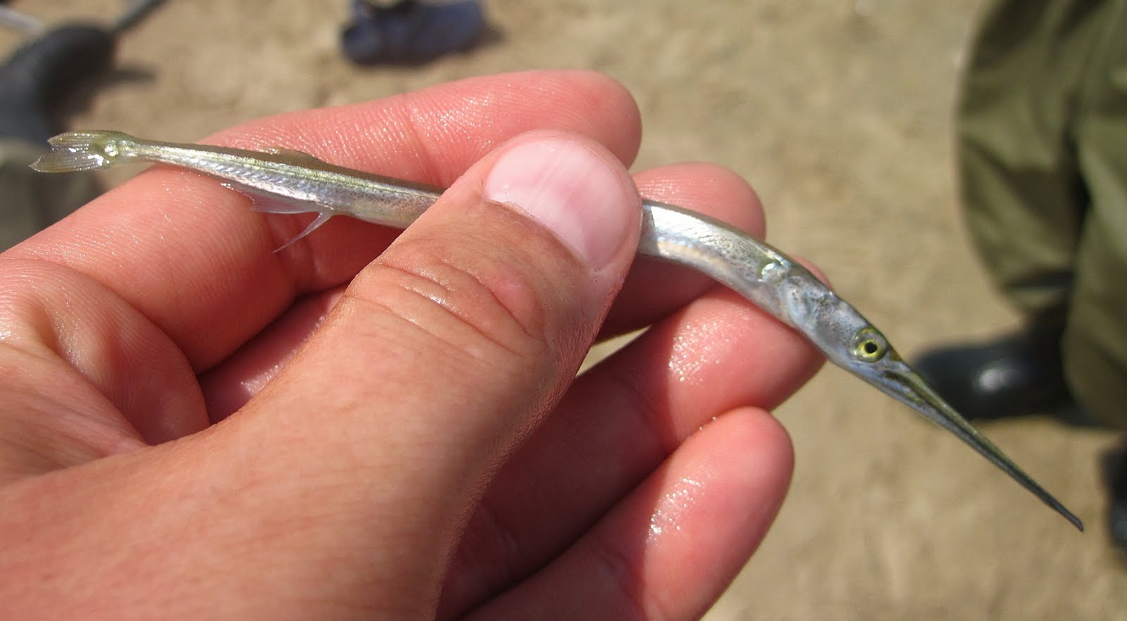 Young Needlefish in Lower New York Bay | Nature on the Edge of New York ...
