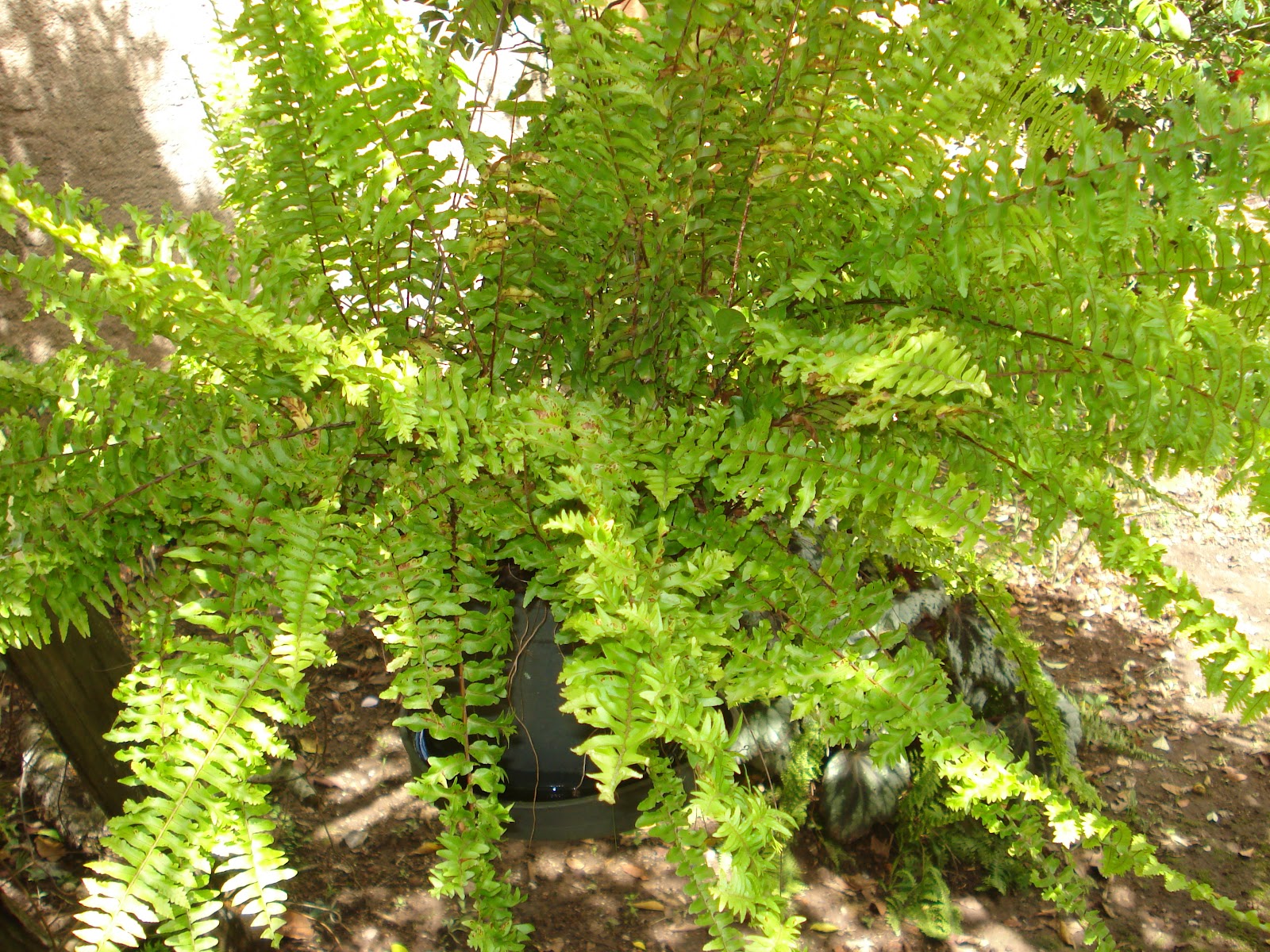 Canguçu em cores II: Samambaia-americana - Nephrolepis exaltata