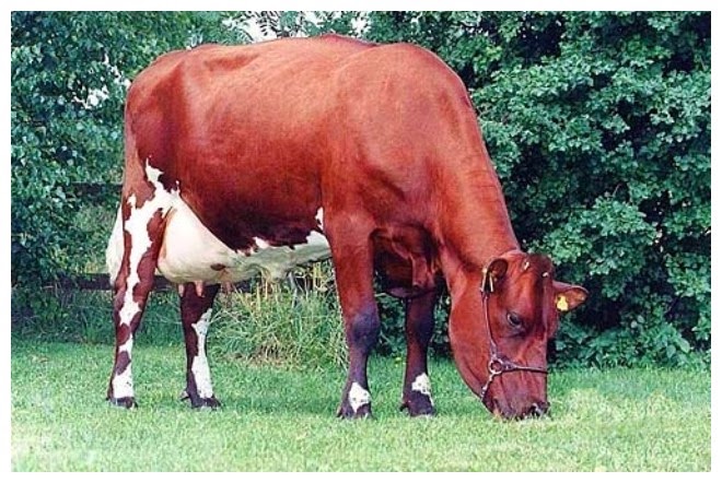 Generalidades de la Ganadería Bovina.: Sueca Rojo y Blanca o SRB