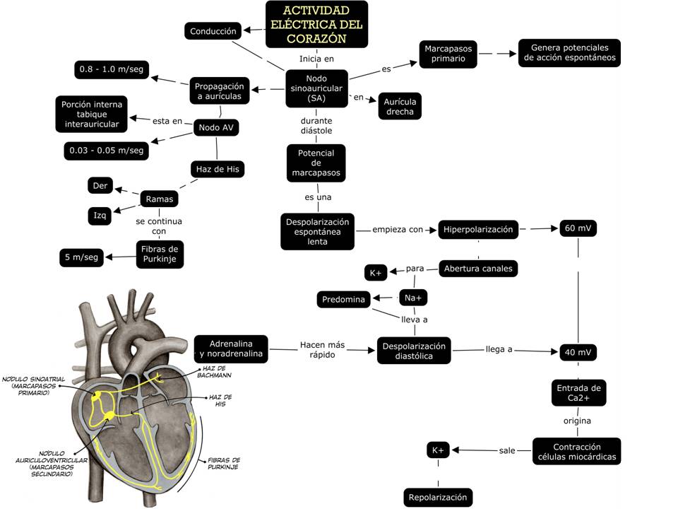 Blog de Evidencias de Fisiología Médica de Marena Espinoza Duarte ...