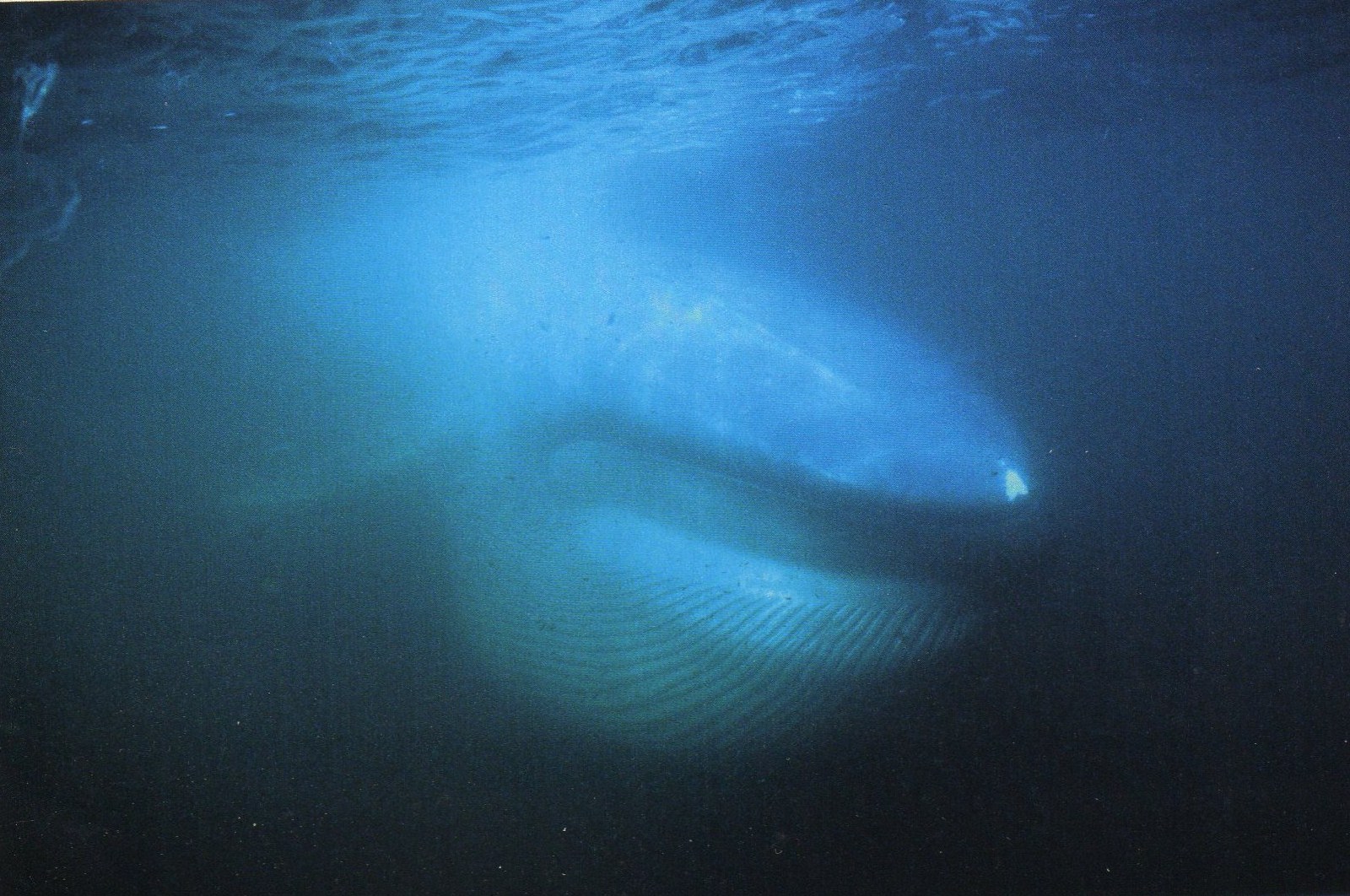 MATRIOSKla: La balena azzurra