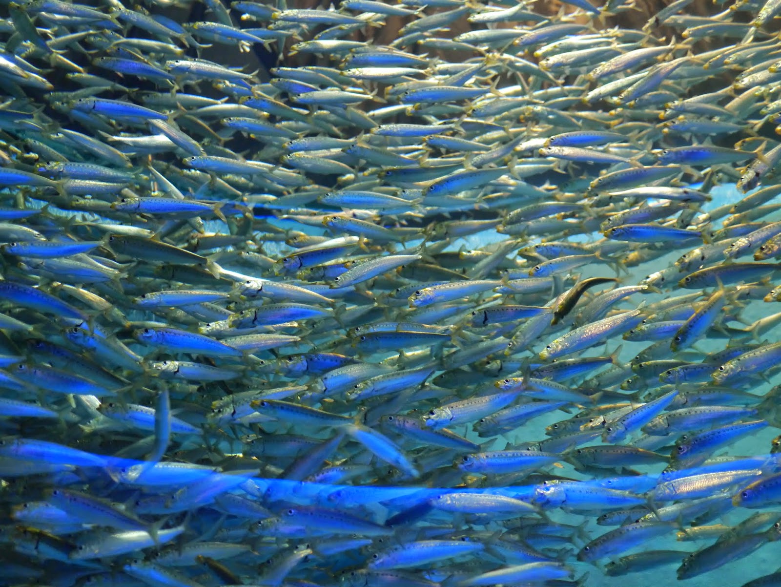 Little Hiccups: Monterey Bay Aquarium Visit