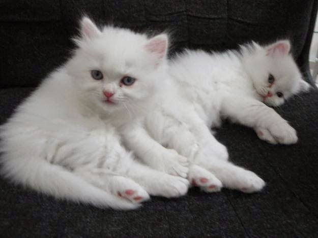 صور القط الشيرازى المون فيس Shirazi cat Moon Face