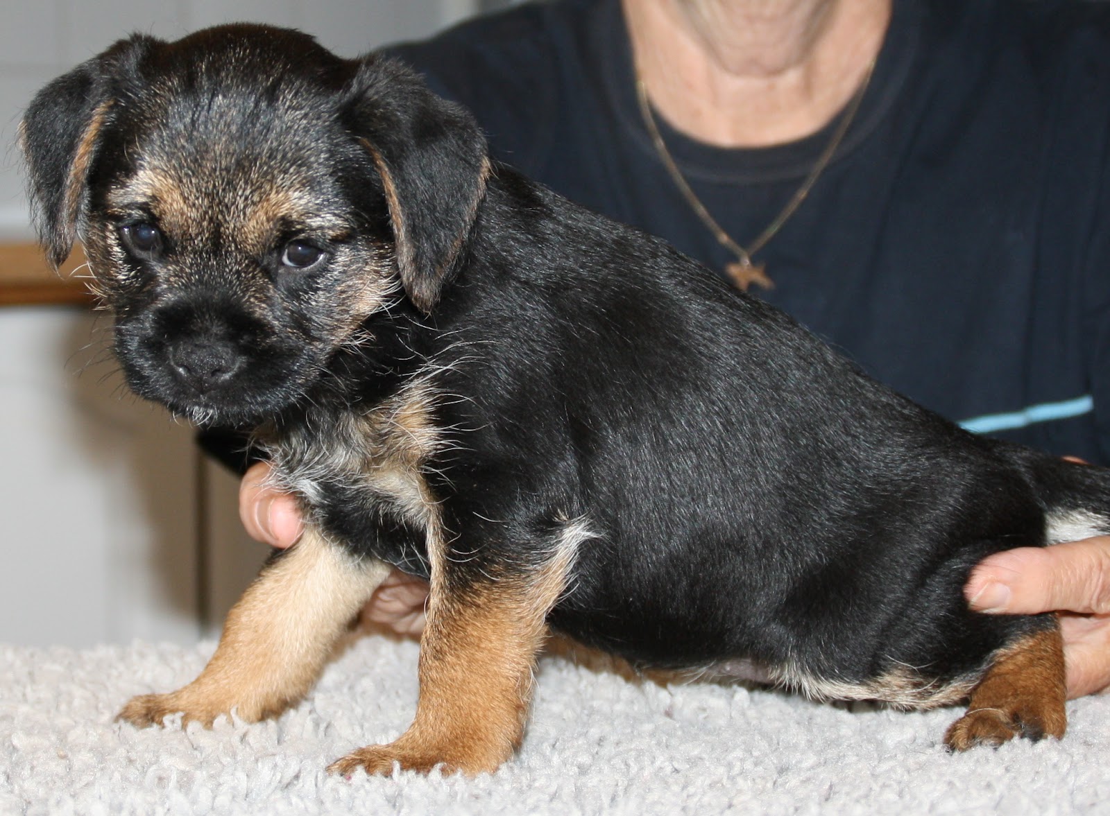 TOJTAS KENNEL: BORDER TERRIER VALPAR 7 VECKOR