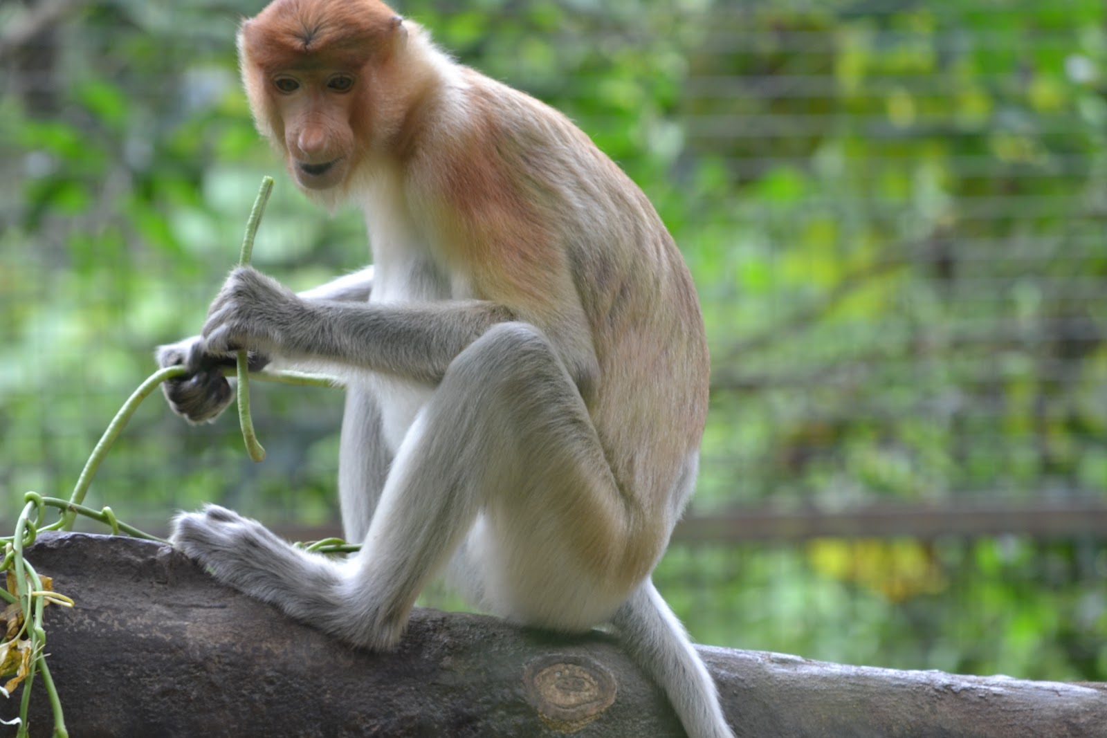Vee's World: Malaysia-Sabah Journal/Lokawi Wildlife Park