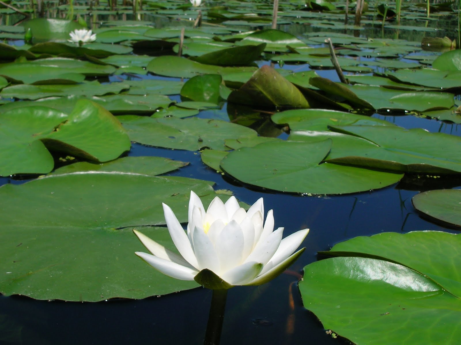 Partizani, Delta Dunării: Nuferi