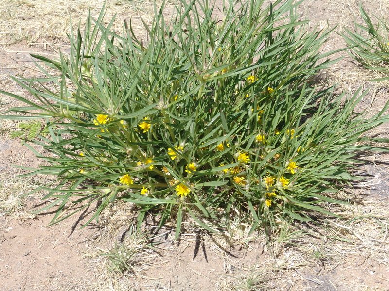 Variety of Life: Geigeria