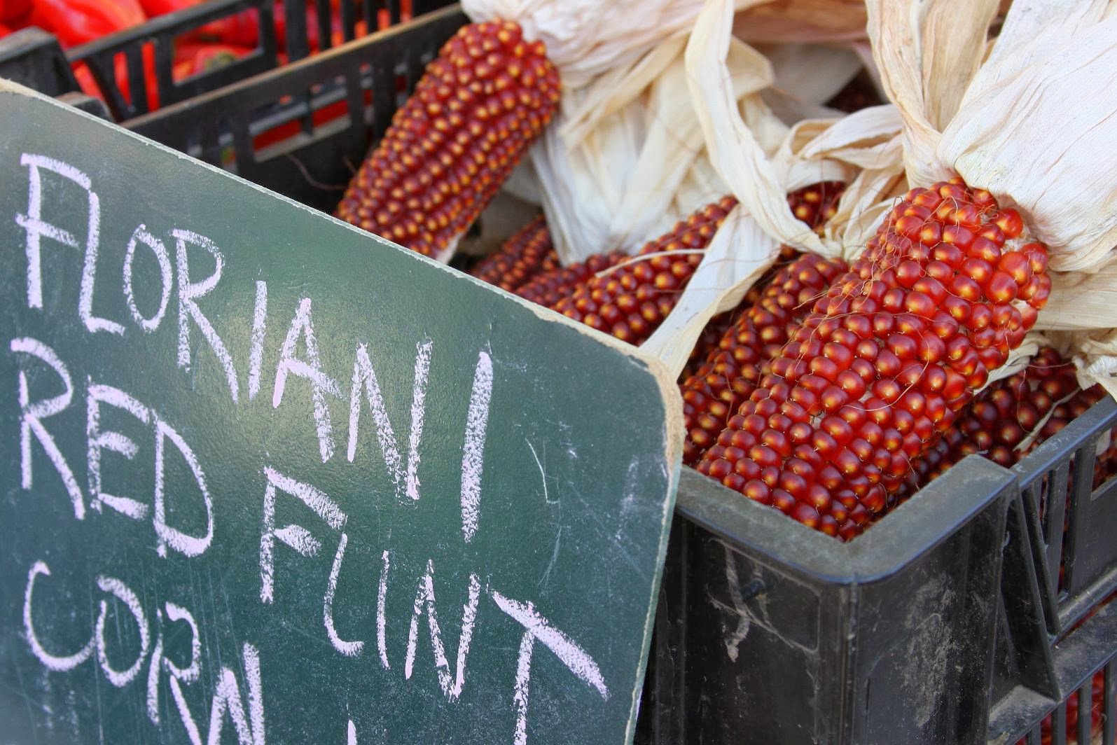 Floriani Red Flint Corn: o melhor milho norte americano pra fazer polenta!