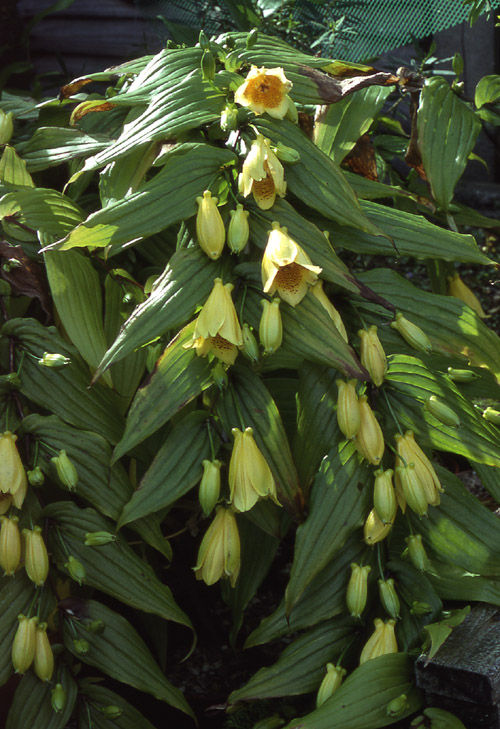 Tricyrtis National Plant Collection