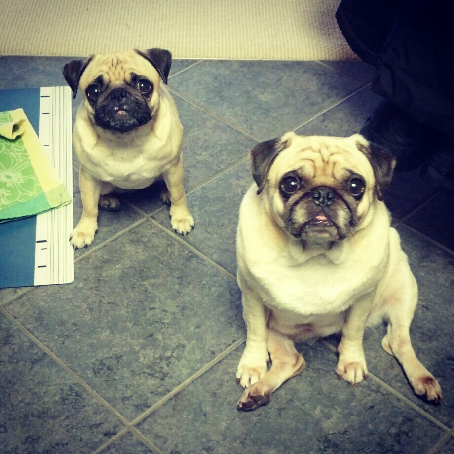 Grubbin' Pugs: About Grubbin' Pugs