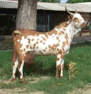 BARBARI GOAT INFORMATION