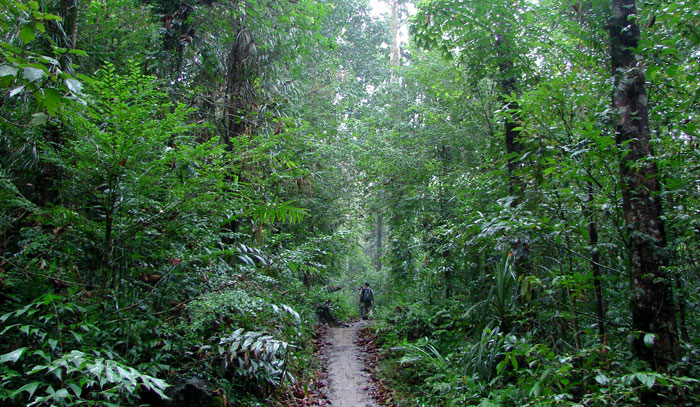 Sinharaja Forest Reserve in SriLanka ~ SriLanka Tourism Advice