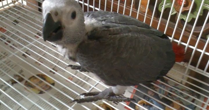 Kicau Mania: AFRICAN GREY PARROT