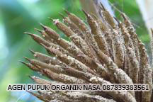 PERBEDAAN BUNGA JANTAN DAN BETINA KELAPA SAWIT | PUPUK BUAH SAWIT