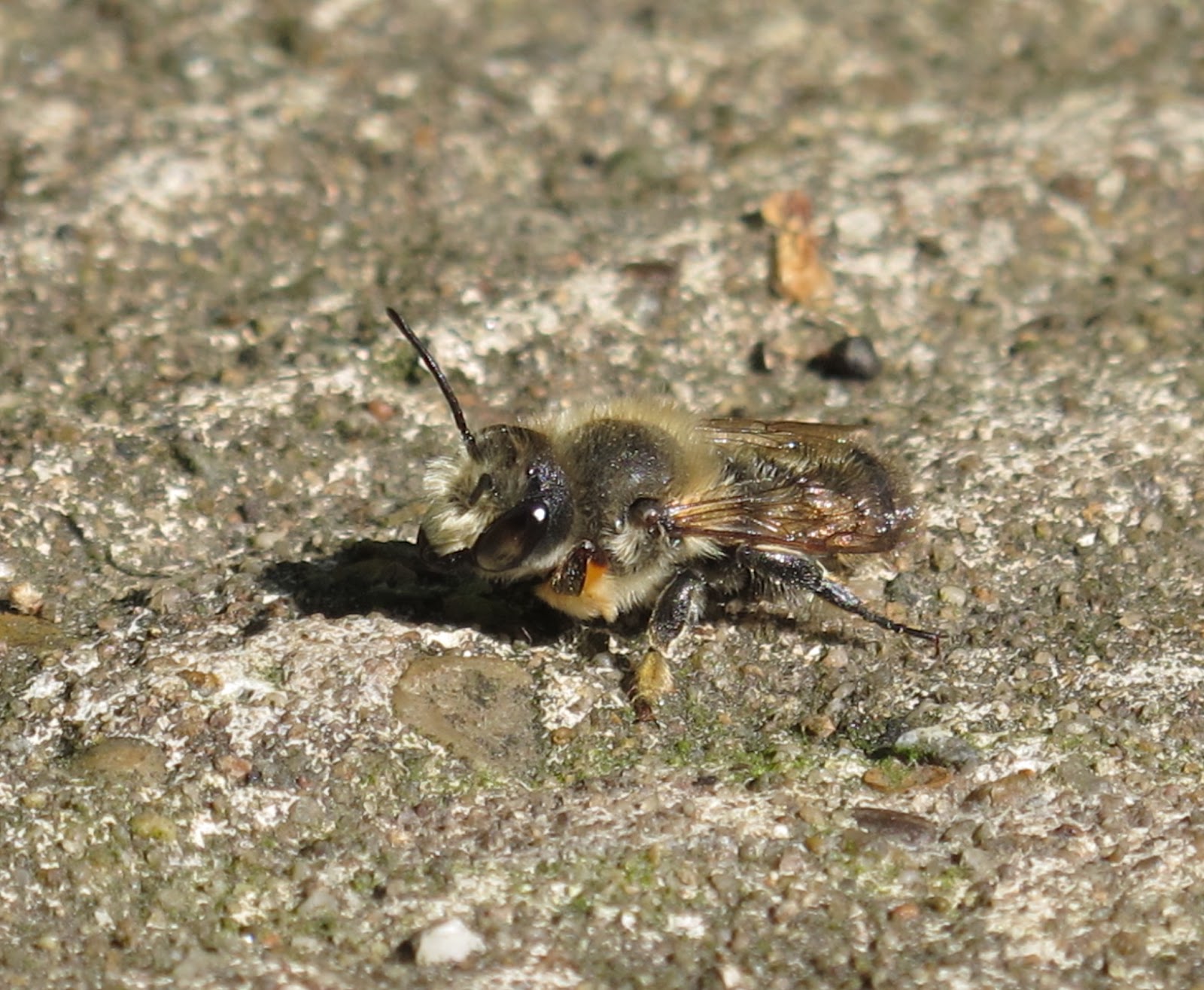 BugBlog: Bees by behaviour