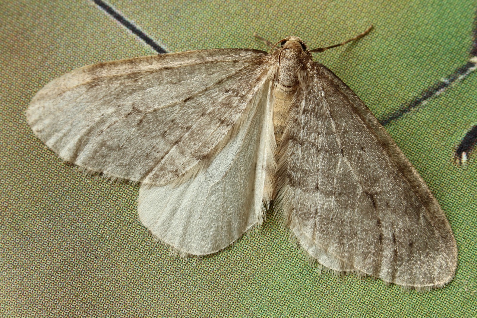 Ceredigion Moths: December 2016
