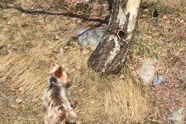 Merikaisla tuulessa : Perhosten kevätlentoja ja koivun mahlaa