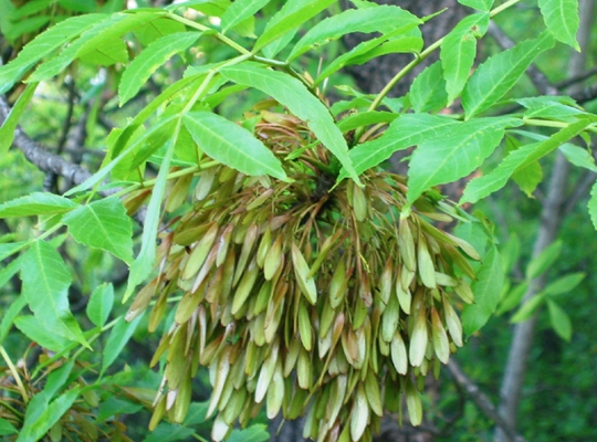 Compañeros de viaje: Fresno comùn (Fraxinus excelsior)