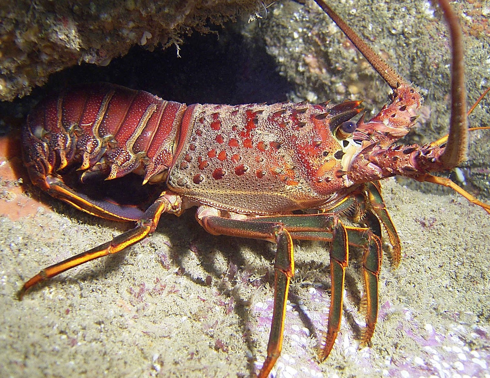 Where Do Lobsters Live and Hide Inside The Sea? - Live Lobster Exporter ...