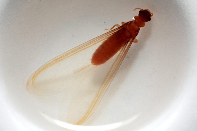 Insects in the City: Identifying Formosan termites