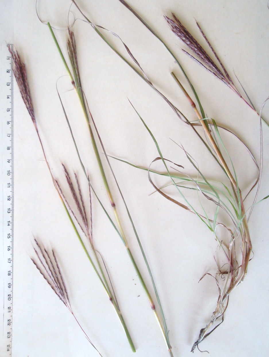 HERBARIO VIRTUAL DE BANYERES DE MARIOLA Y ALICANTE: Dichanthium ...