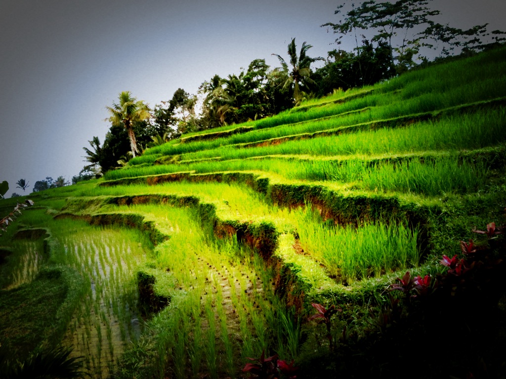 UNESCO sahkan Subak Bali jadi warisan dunia - Berita Buzz Indonesia