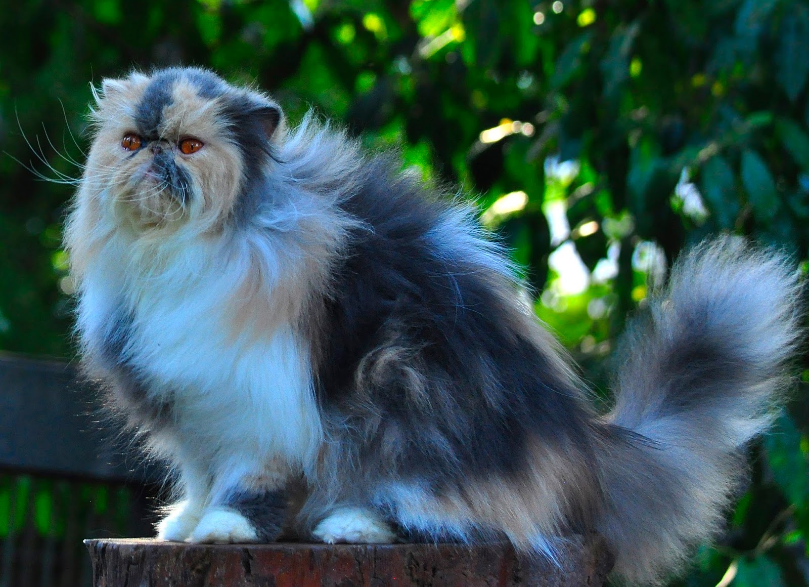 Kumpulan Kucing Jenis Garfield Terlucu