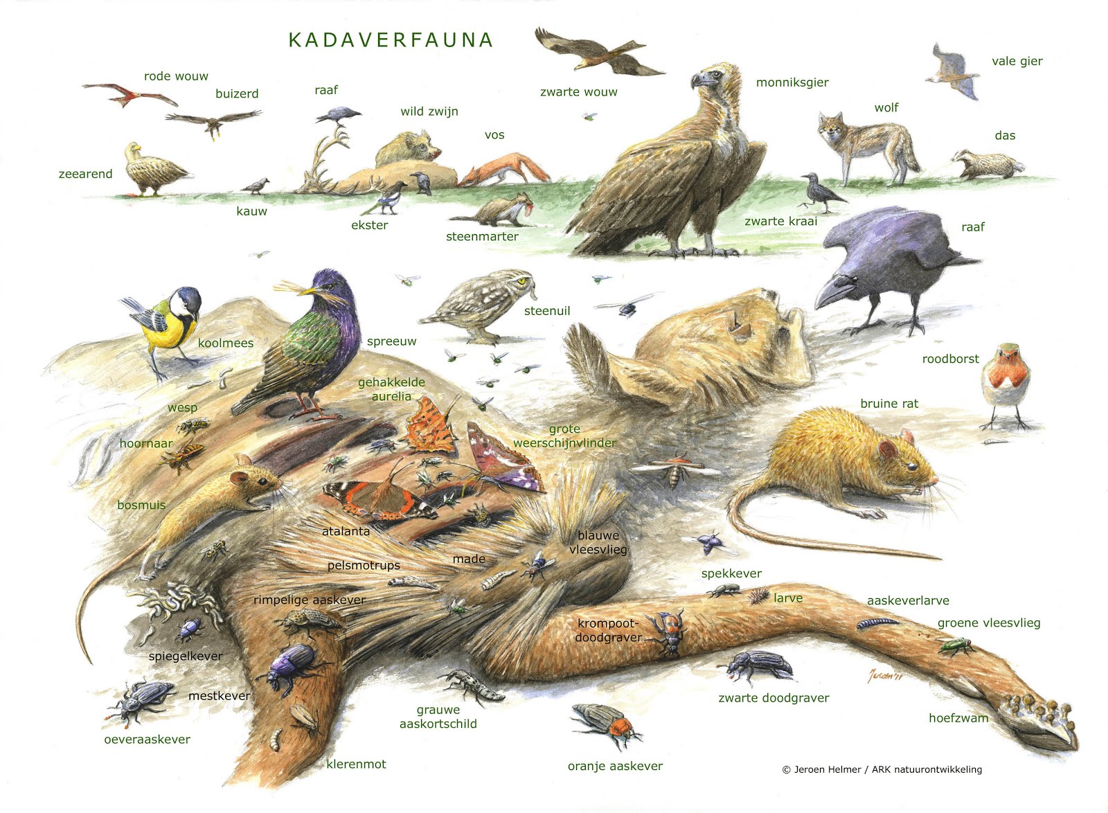 The Breeding-back Blog: What makes breeding-back so fascinating?