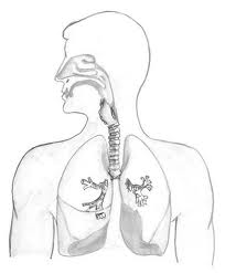 Fonética y Fonología: Aparato Fonador