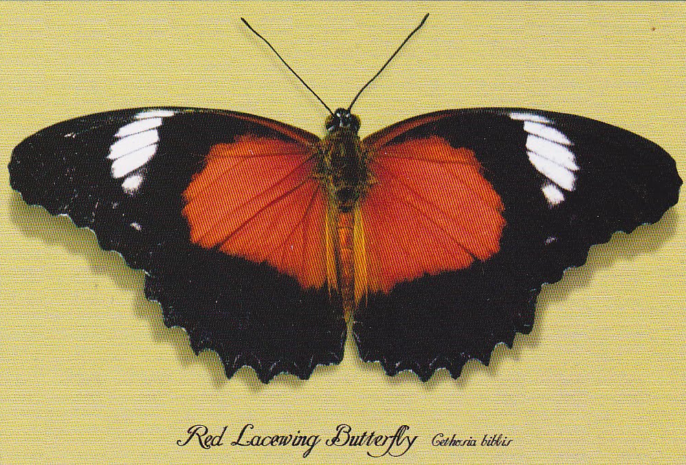 Postcard A La Carte: Australia - Birdwing Butterfly, Ulysses Butterfly ...