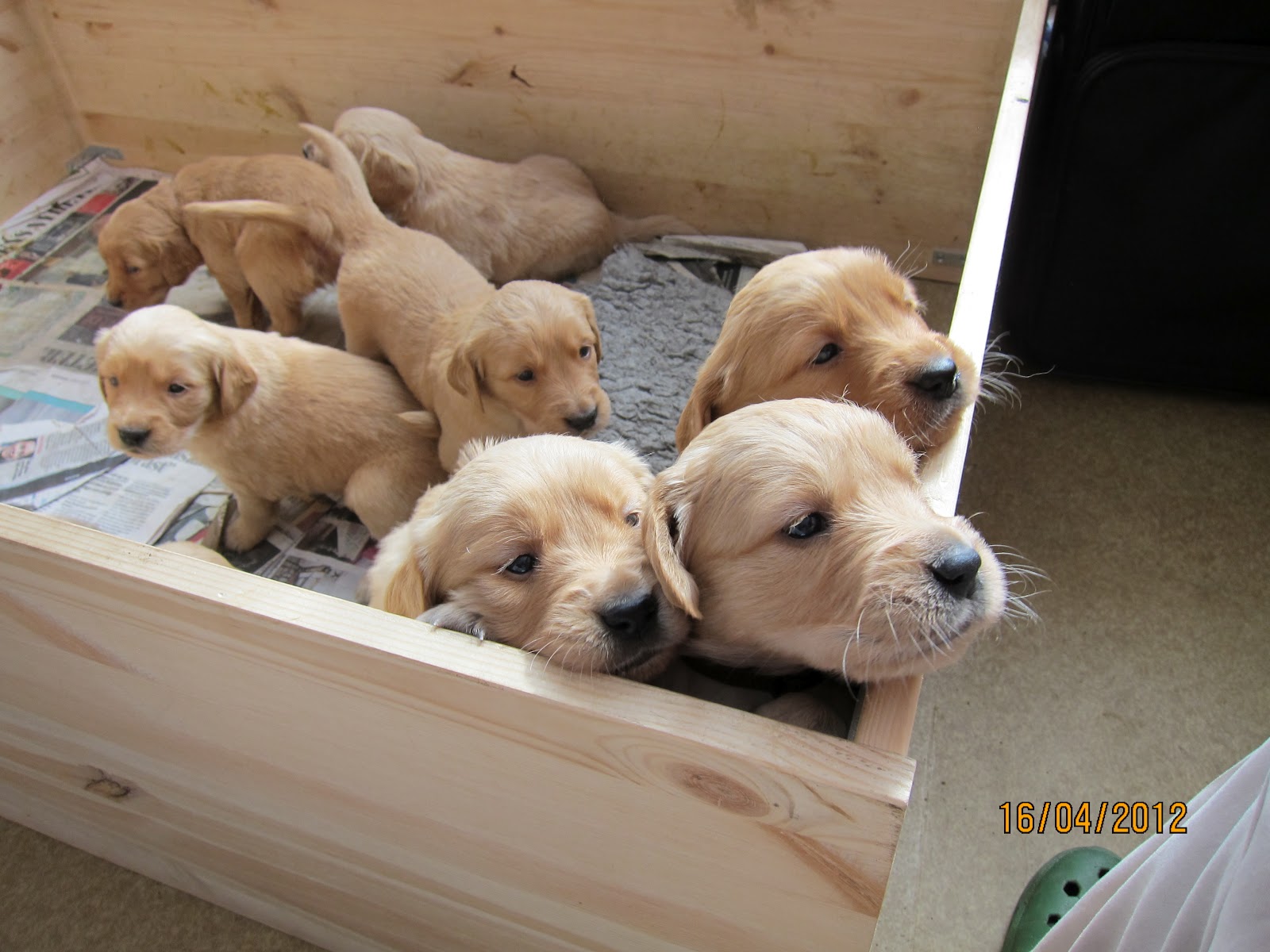 Golden retriever valpar: Måndag 16 april Valparna 4 veckor