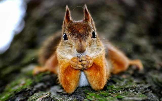 pondering the meaning ... | Cute squirrel, Cute animal photos, Cute animals