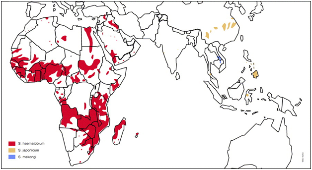 Mundus Aqua: Schistosomiasis: A disease among TRAVELERS [Parasitology]