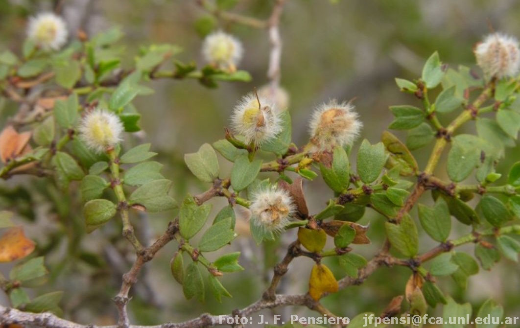 Argentina nativa: Jarilla macho (Larrea cuneifolia)